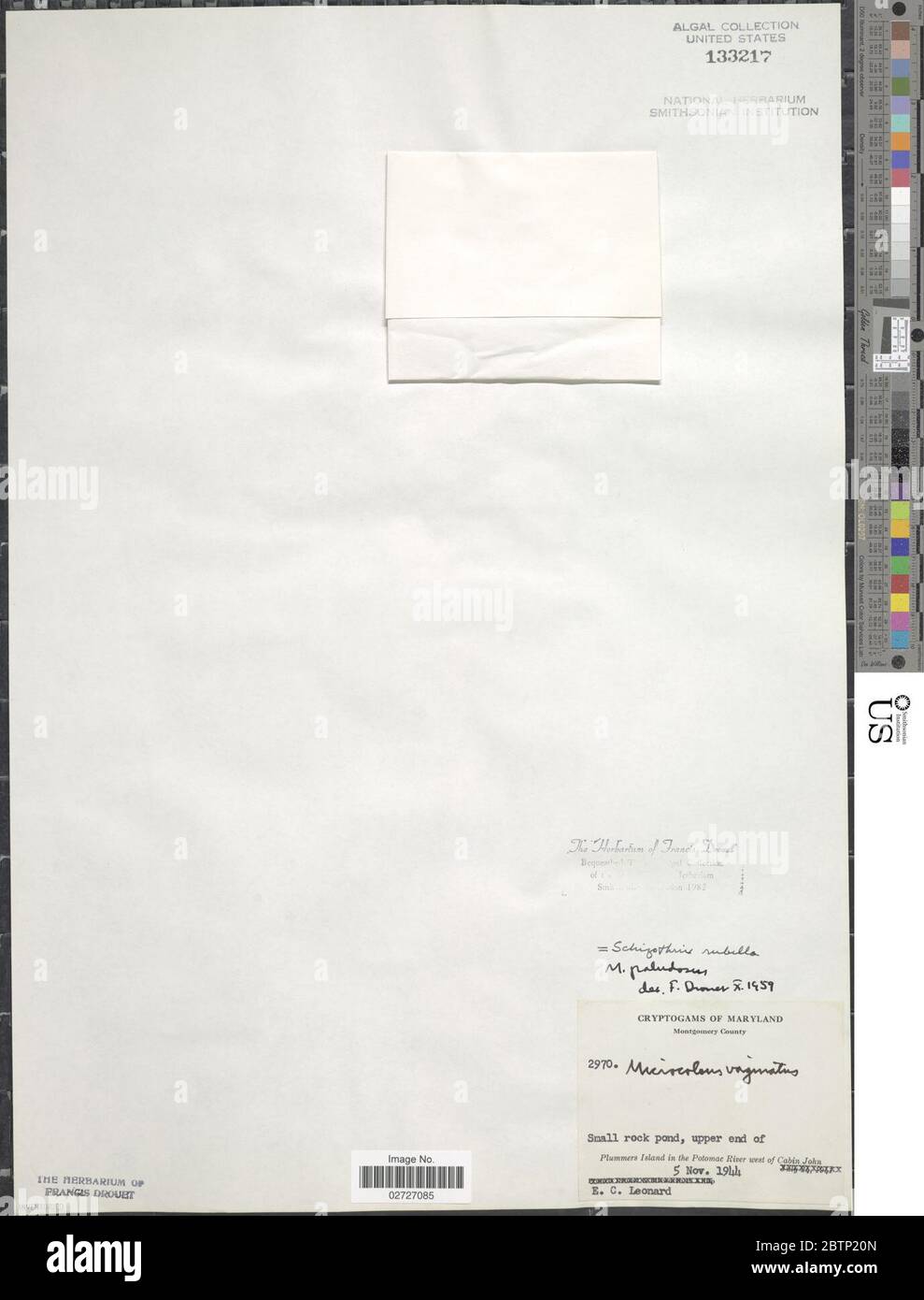 Schizothrix hi-res stock photography and images - Alamy