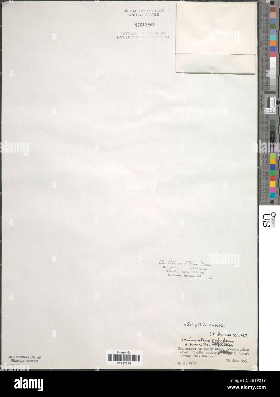 Schizothrix hi-res stock photography and images - Alamy