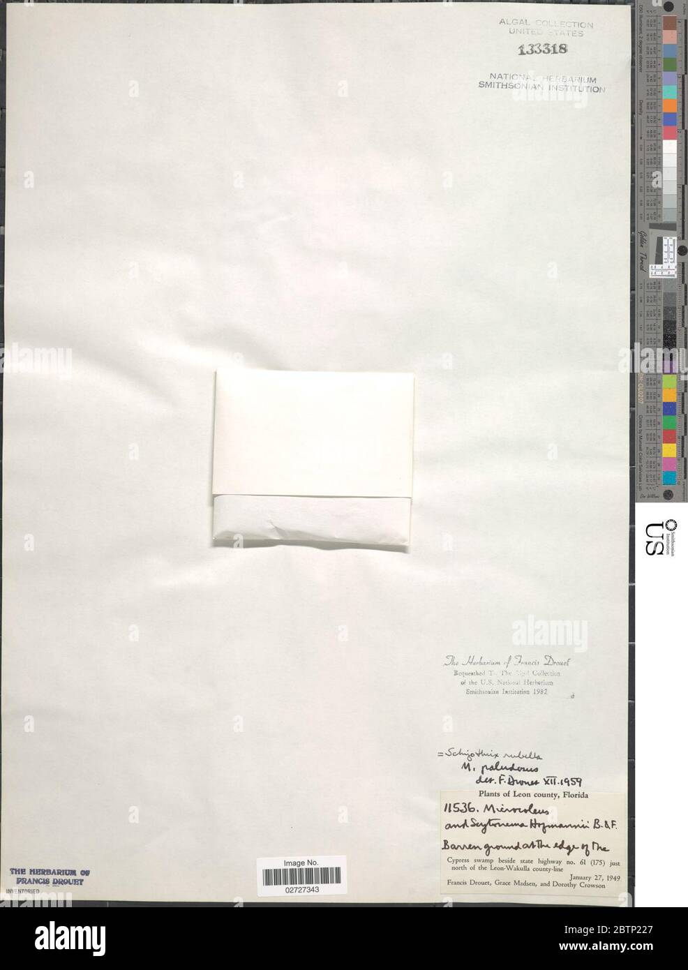 Schizothrix hi-res stock photography and images - Alamy