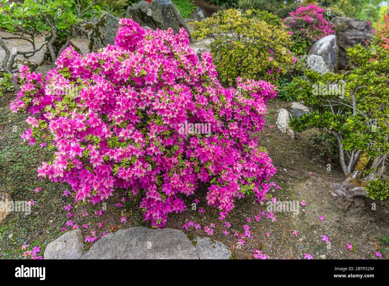 A brilliant pink Azalea bush in a garden in Seata, Washington Stock ...