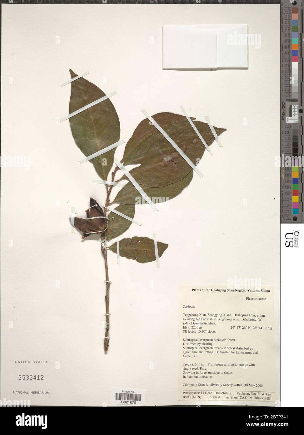 Scolopia hi-res stock photography and images - Alamy