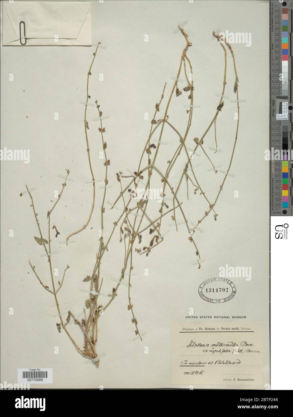 Multicaulis hi-res stock photography and images - Alamy