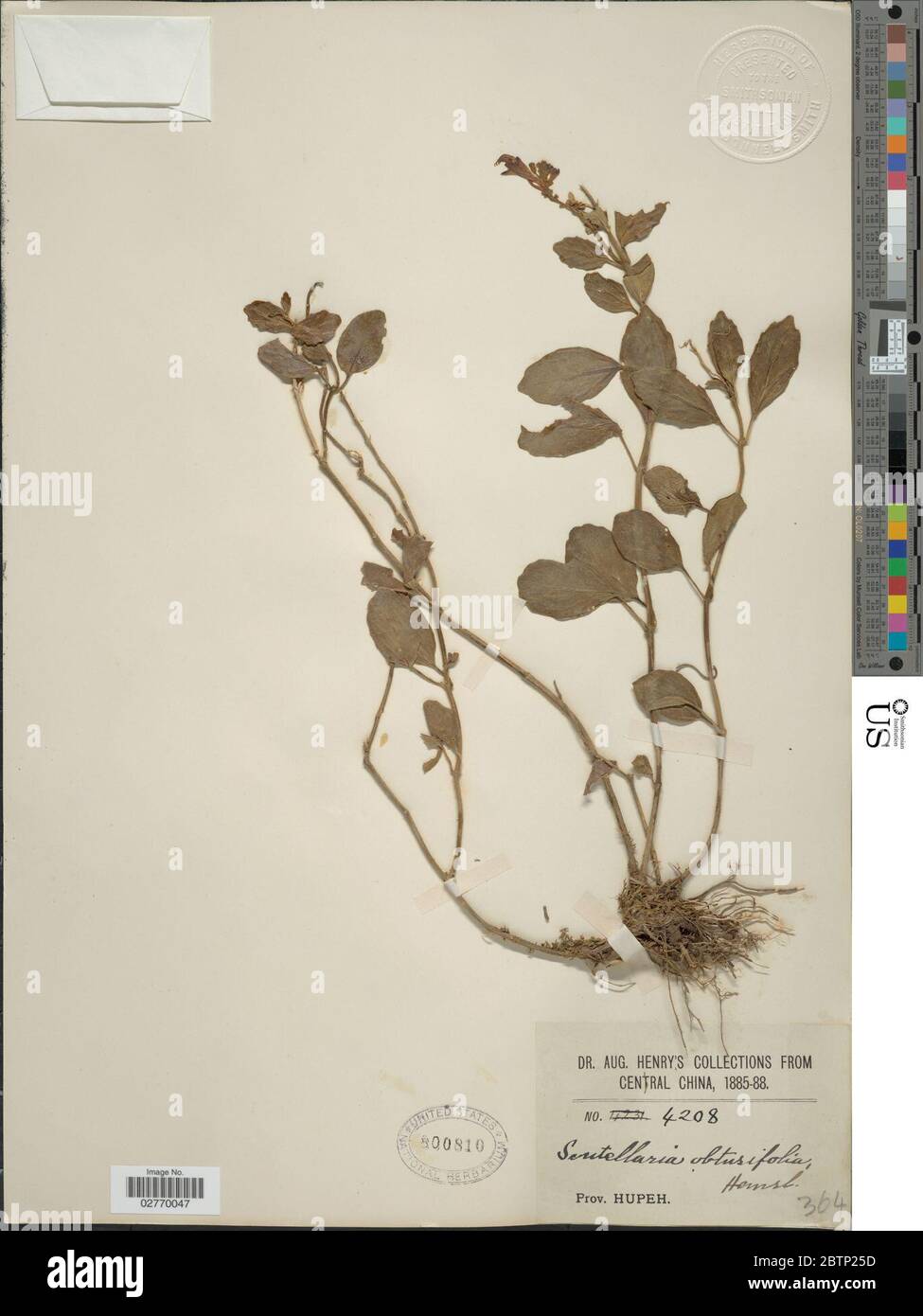 Scutellaria obtusifolia Hemsl Stock Photo - Alamy