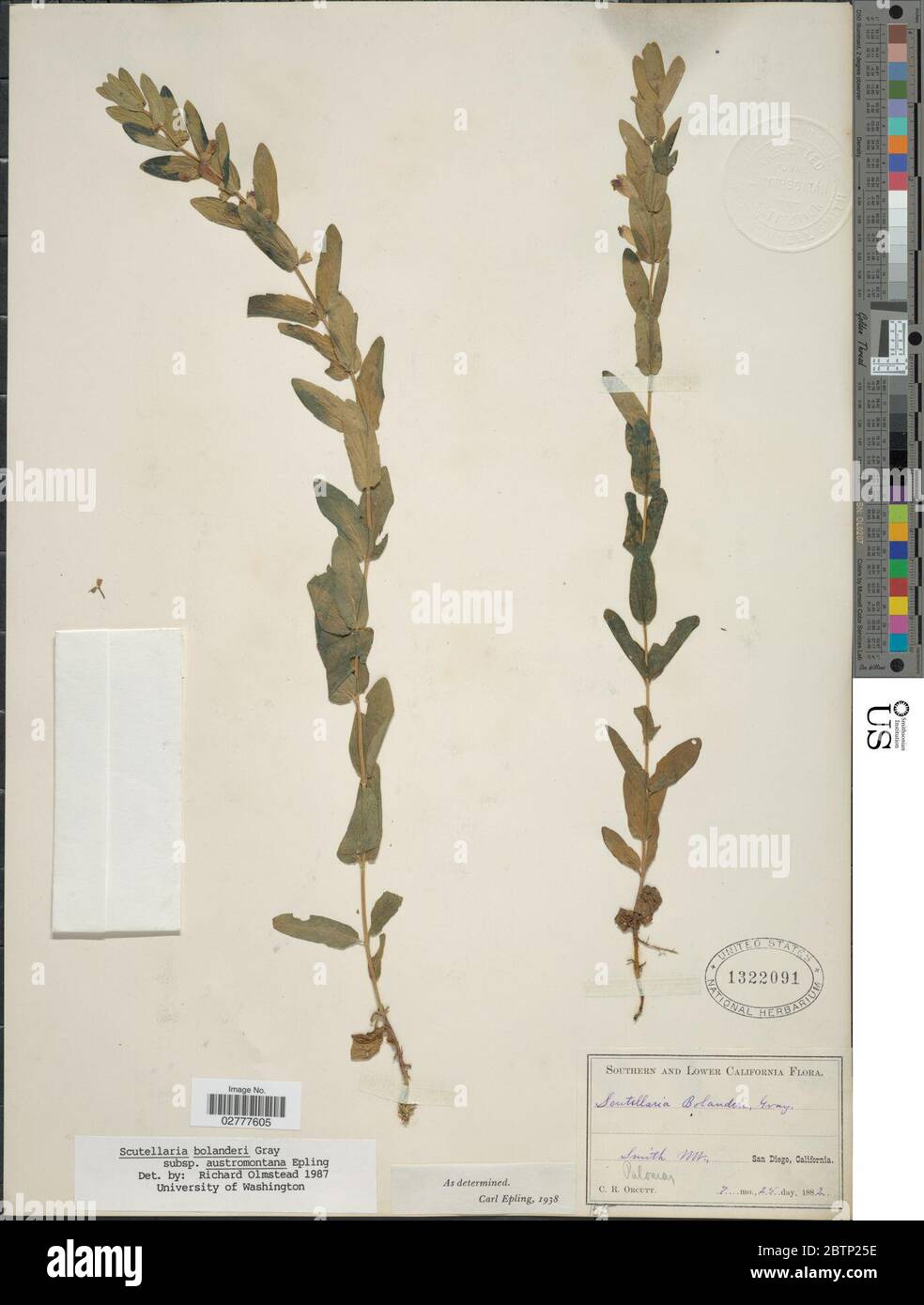 Bolanderi hi-res stock photography and images - Alamy