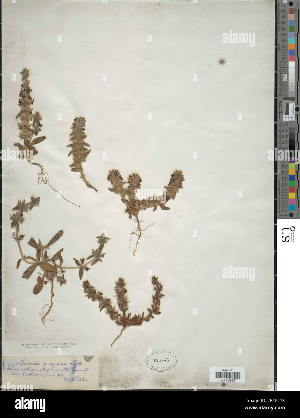 Sideritis purpurea Talbot ex Benth Stock Photo - Alamy