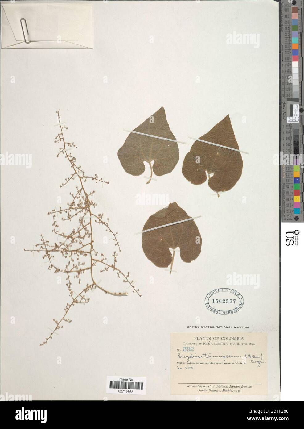 Sicydium tamnifolium Kunth Cogn Stock Photo - Alamy