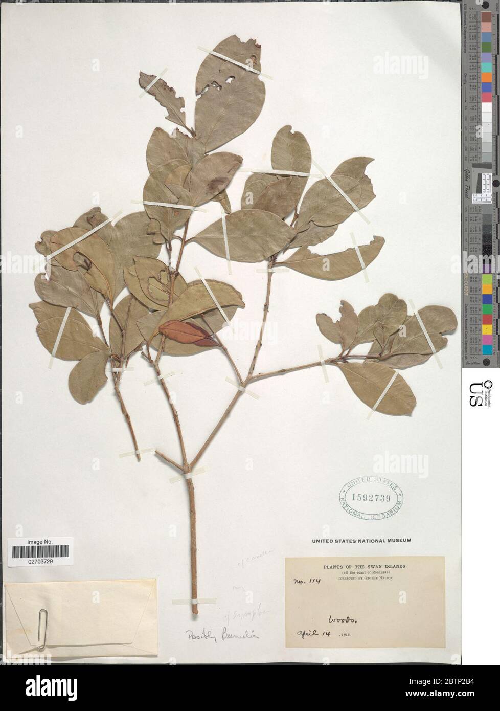 Sideroxylon sideroxylon sp hi-res stock photography and images - Alamy