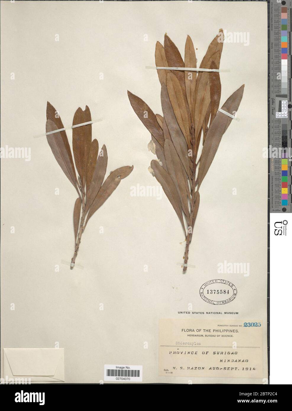 Sideroxylon sideroxylon sp hi-res stock photography and images - Alamy