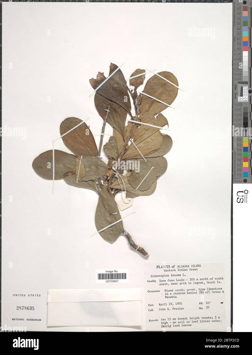 Sideroxylon inerme subsp inerme Stock Photo - Alamy