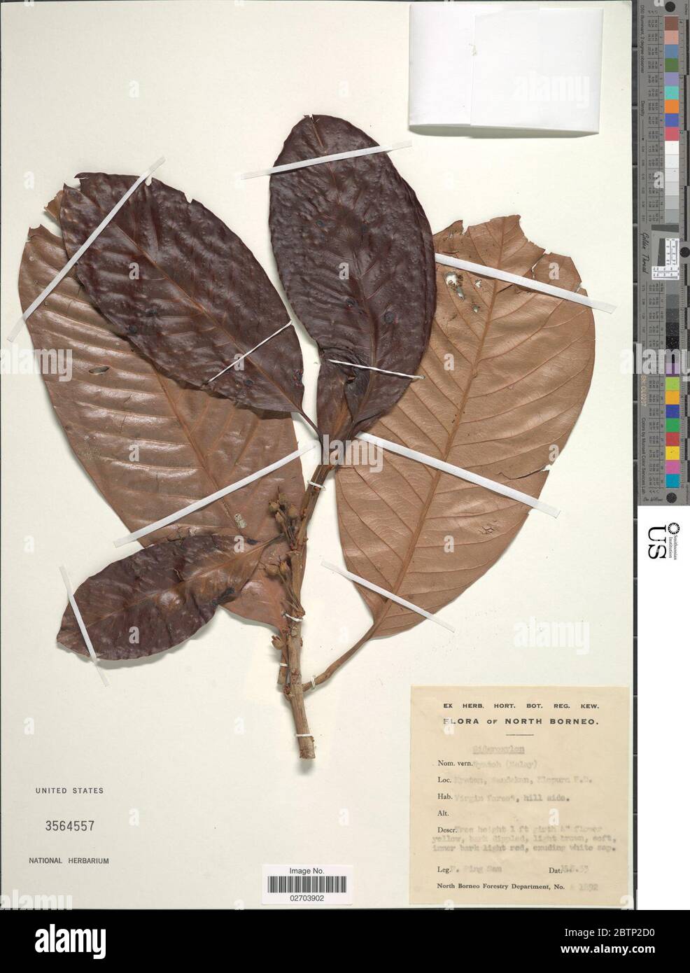 Sideroxylon sideroxylon sp hi-res stock photography and images - Alamy