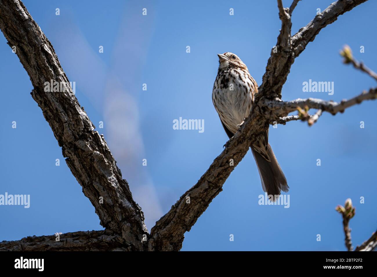 Song sparrow bird canada hi-res stock photography and images - Alamy