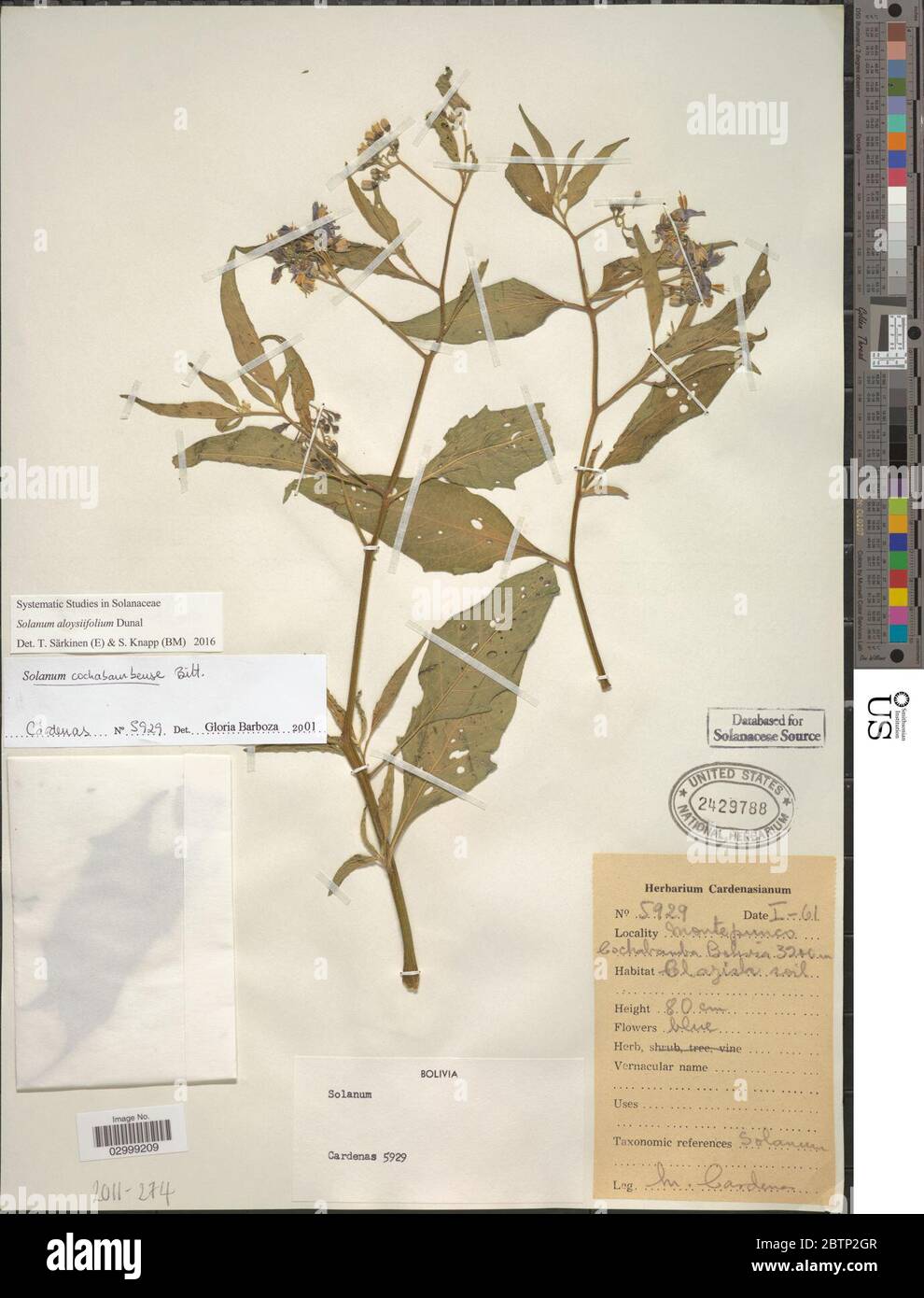 Solanum aloysiifolium Dunal Stock Photo - Alamy