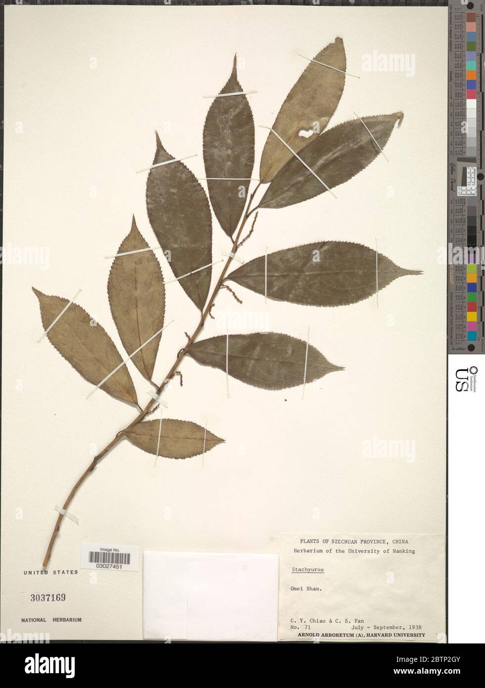 Stachyurus stachyurus sp hi-res stock photography and images - Alamy