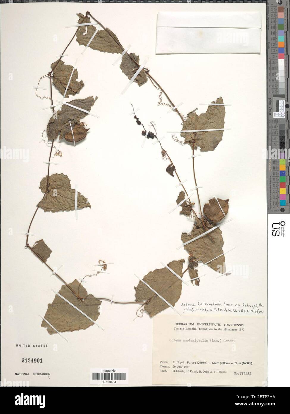 Solena hi-res stock photography and images - Alamy