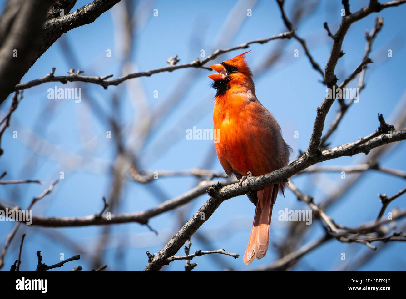 Bird cardinal birds redbird hi-res stock photography and images - Alamy