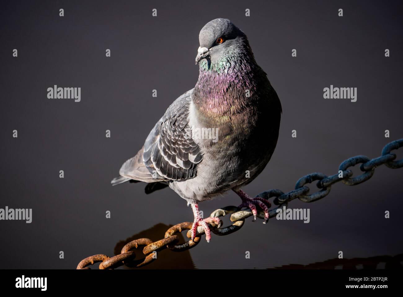 Rock dove hi-res stock photography and images - Alamy