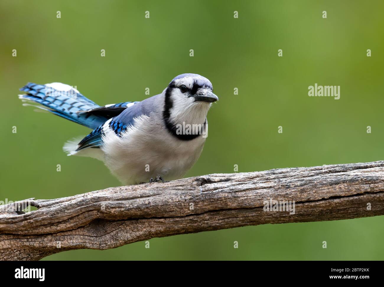 Blue Jay Flying High Resolution Stock Photography and Images - Alamy