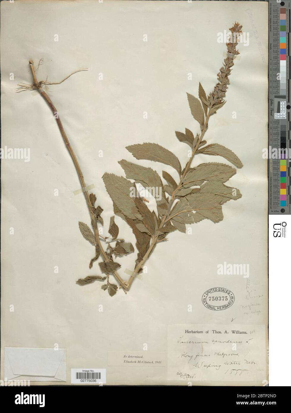 Teucrium canadense L Stock Photo - Alamy