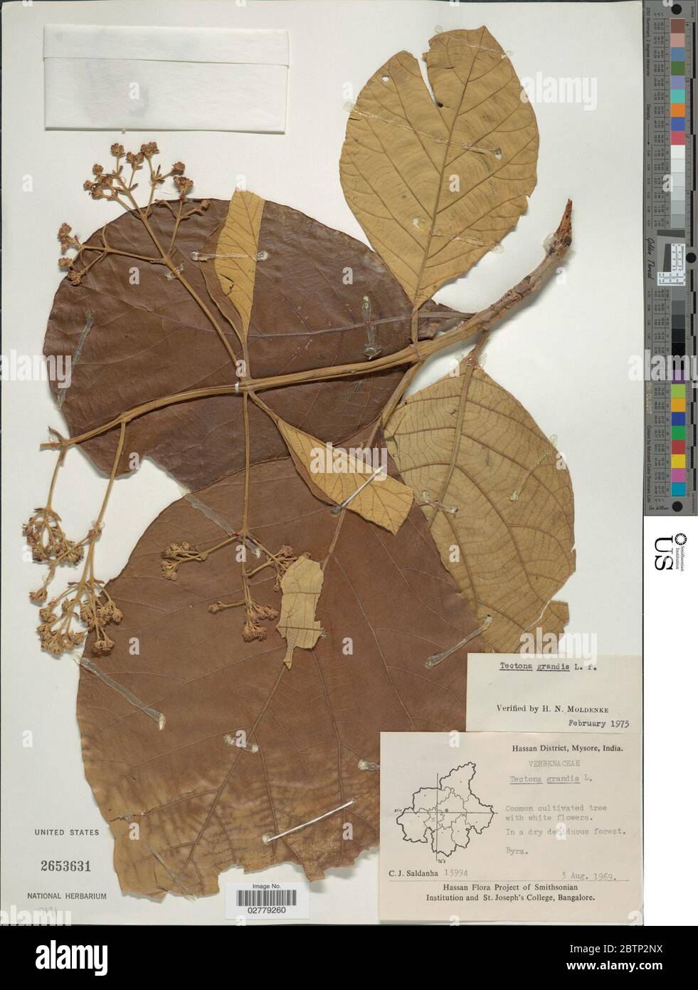 Tectona grandis L f Stock Photo - Alamy