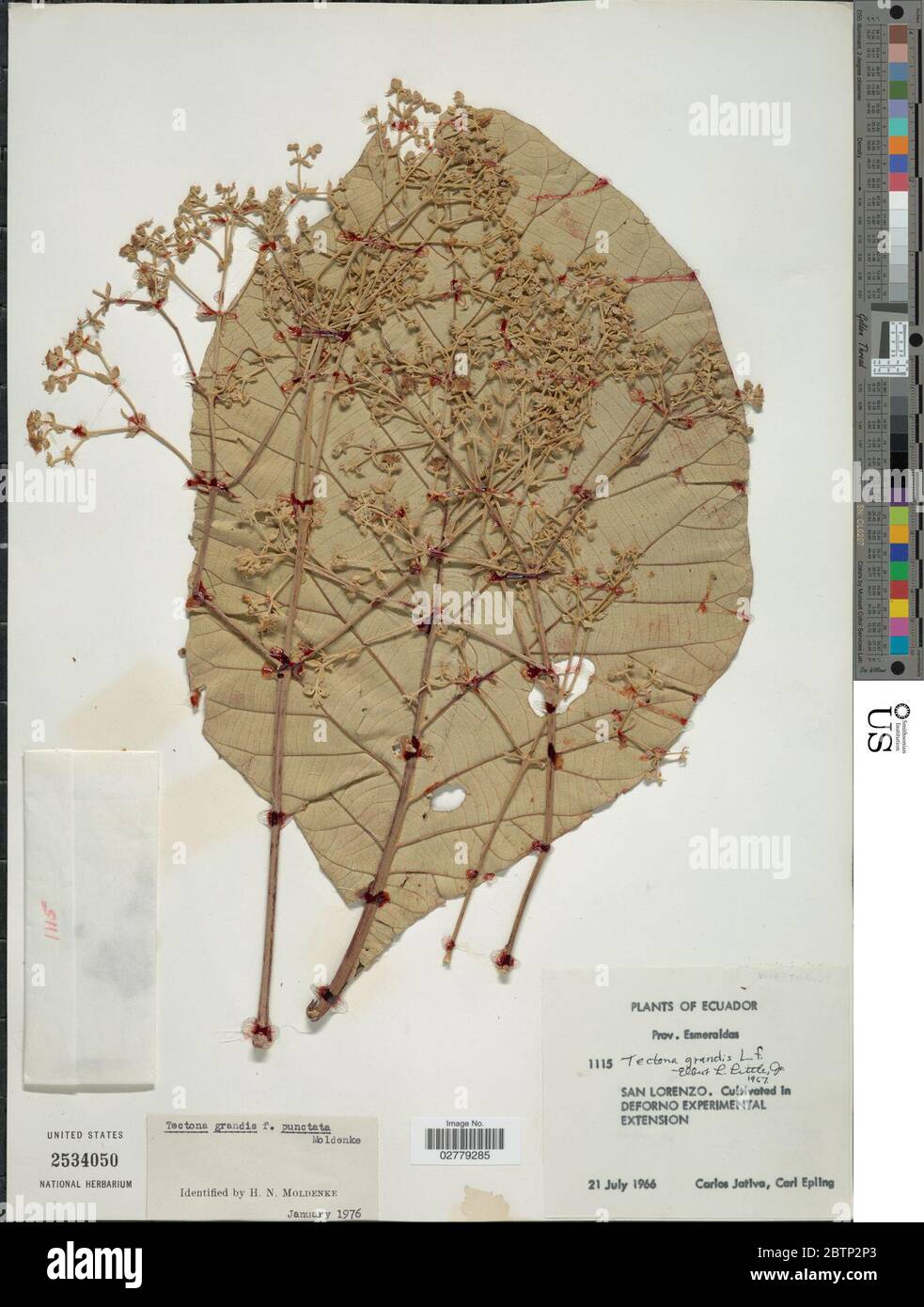 Tectona grandis L f Stock Photo - Alamy