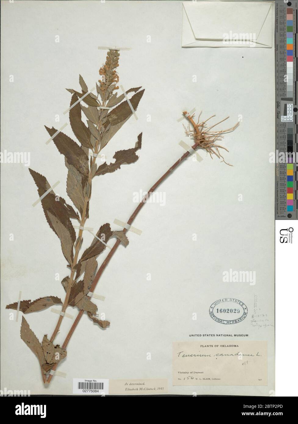 Teucrium canadense hi-res stock photography and images - Alamy