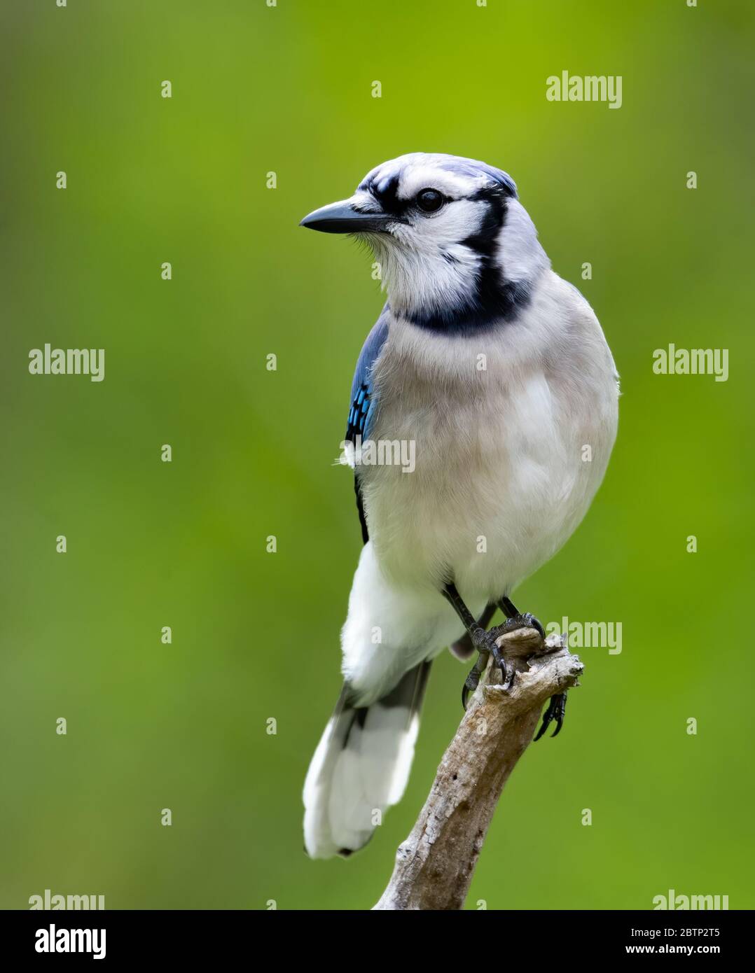 Blue Jay Flying High Resolution Stock Photography and Images - Alamy