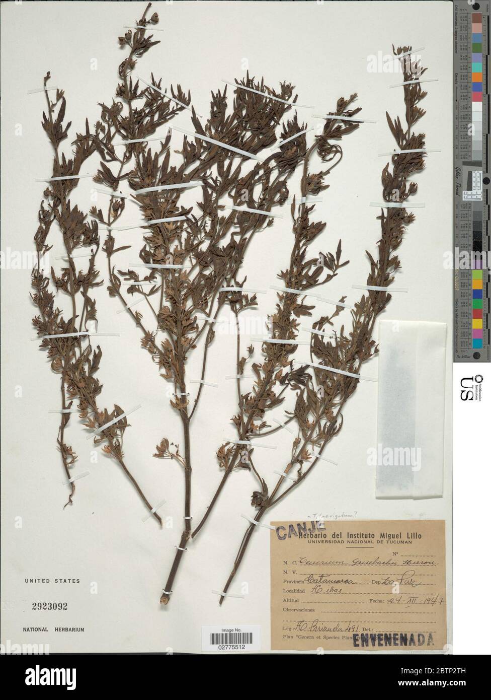 Teucrium cubense hi-res stock photography and images - Alamy