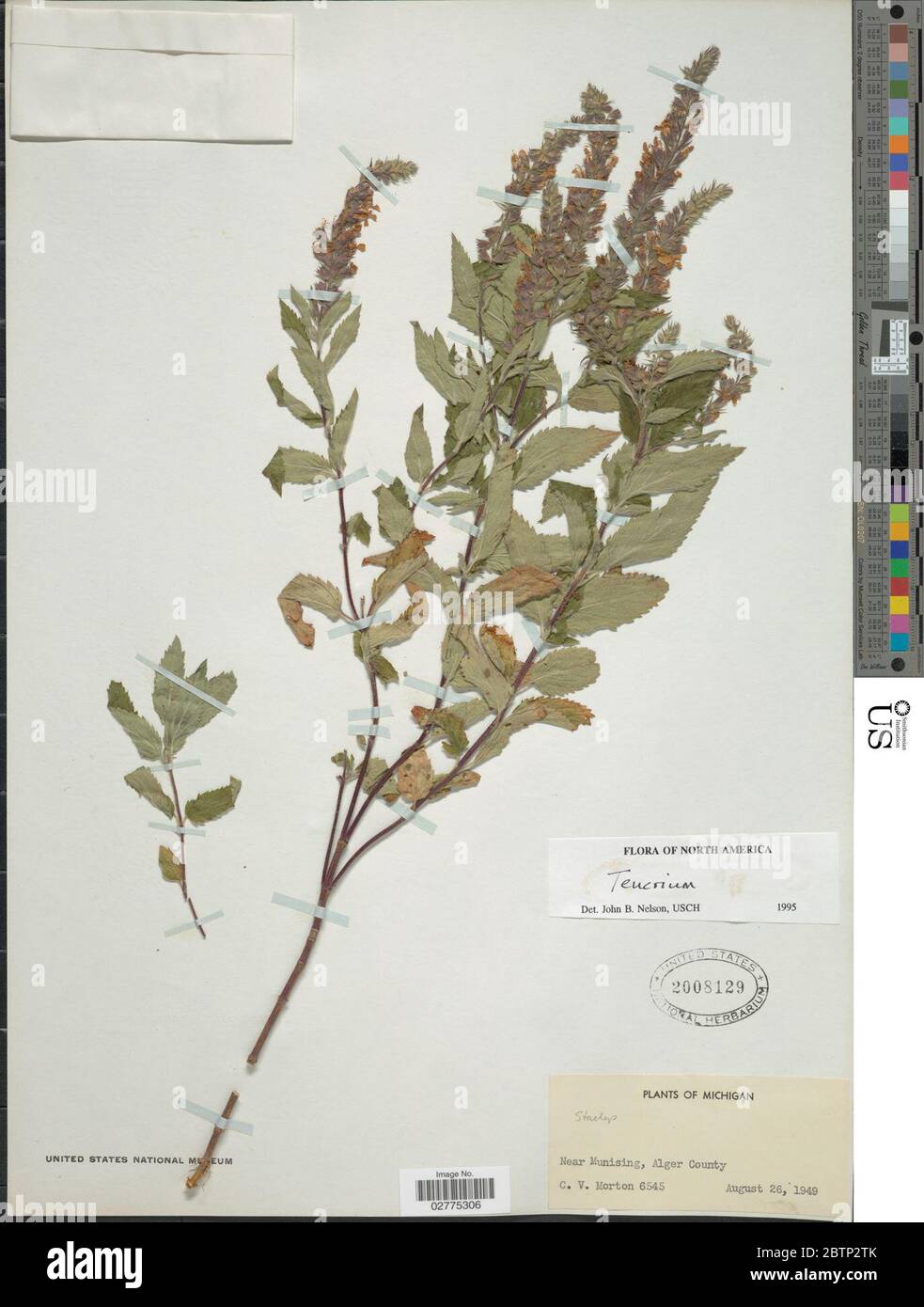 Teucrium sp hi-res stock photography and images - Alamy