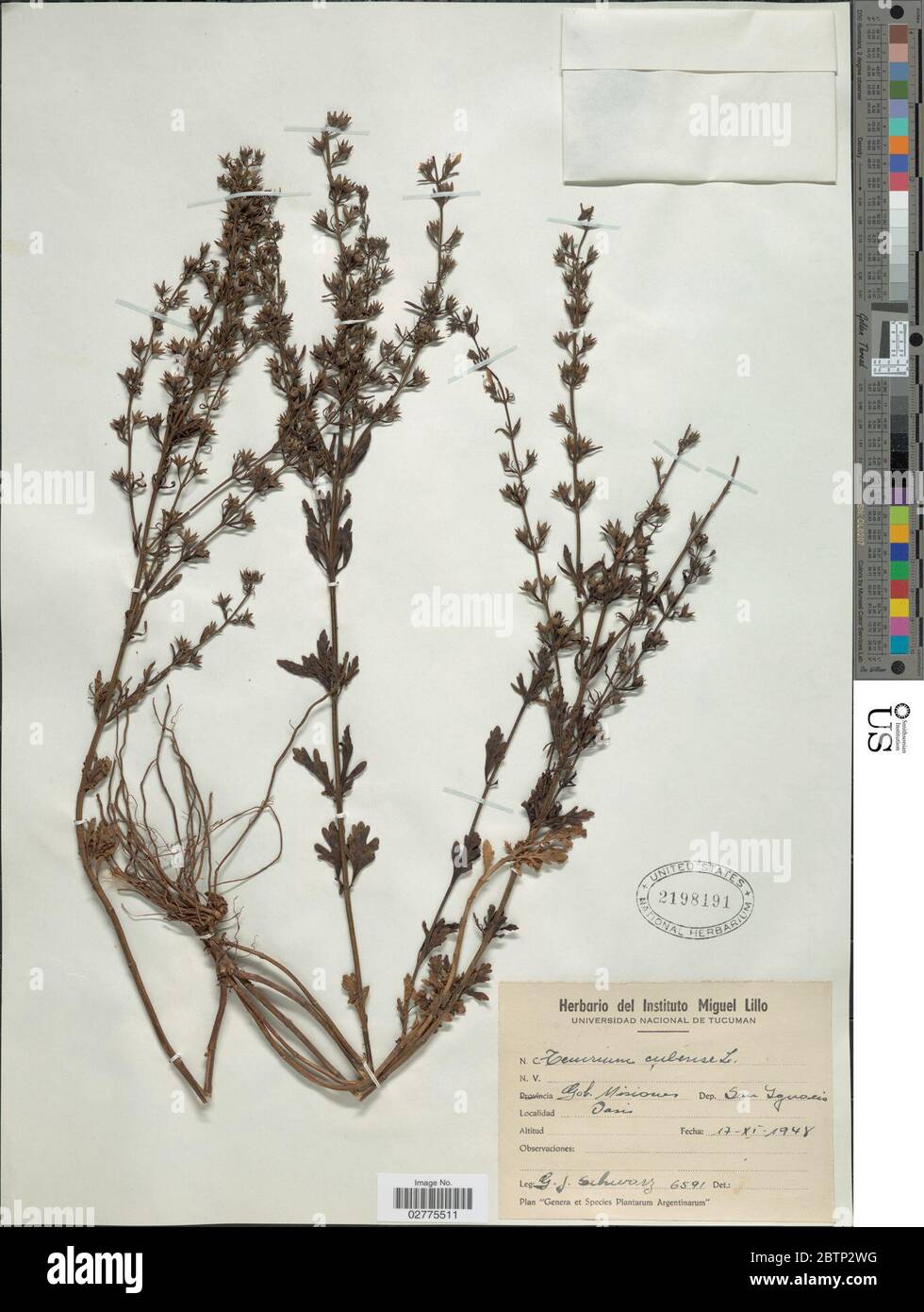 Cubense hi-res stock photography and images - Alamy