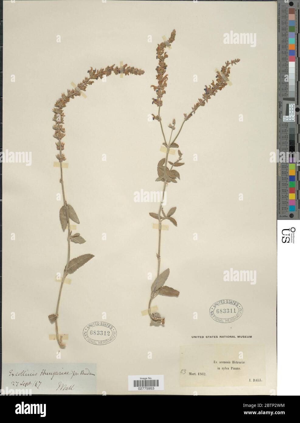 Teucrium sp hi-res stock photography and images - Alamy