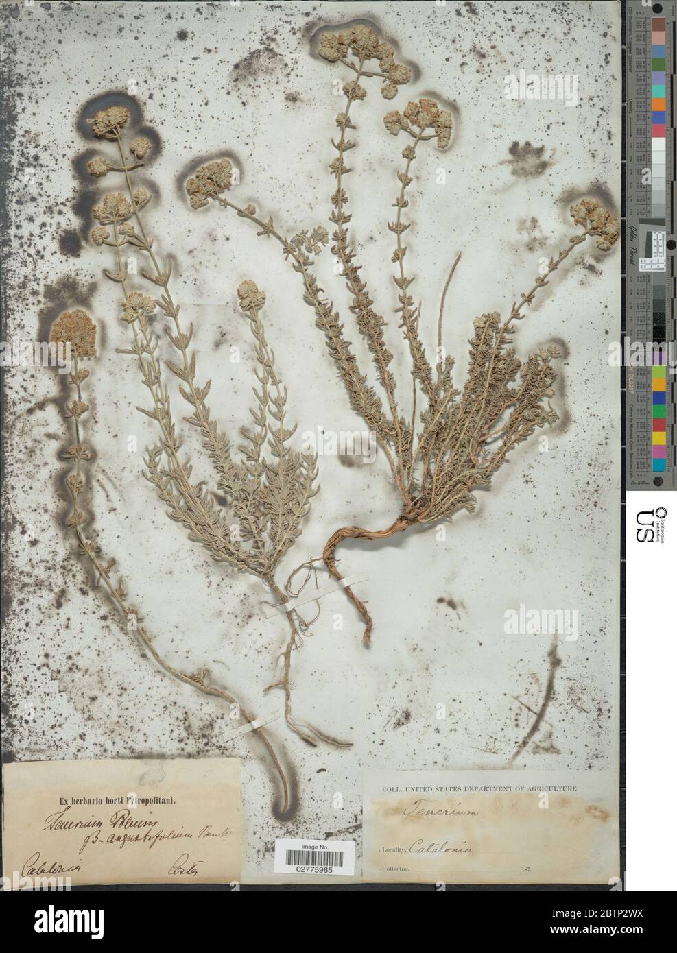 Teucrium sp hi-res stock photography and images - Alamy