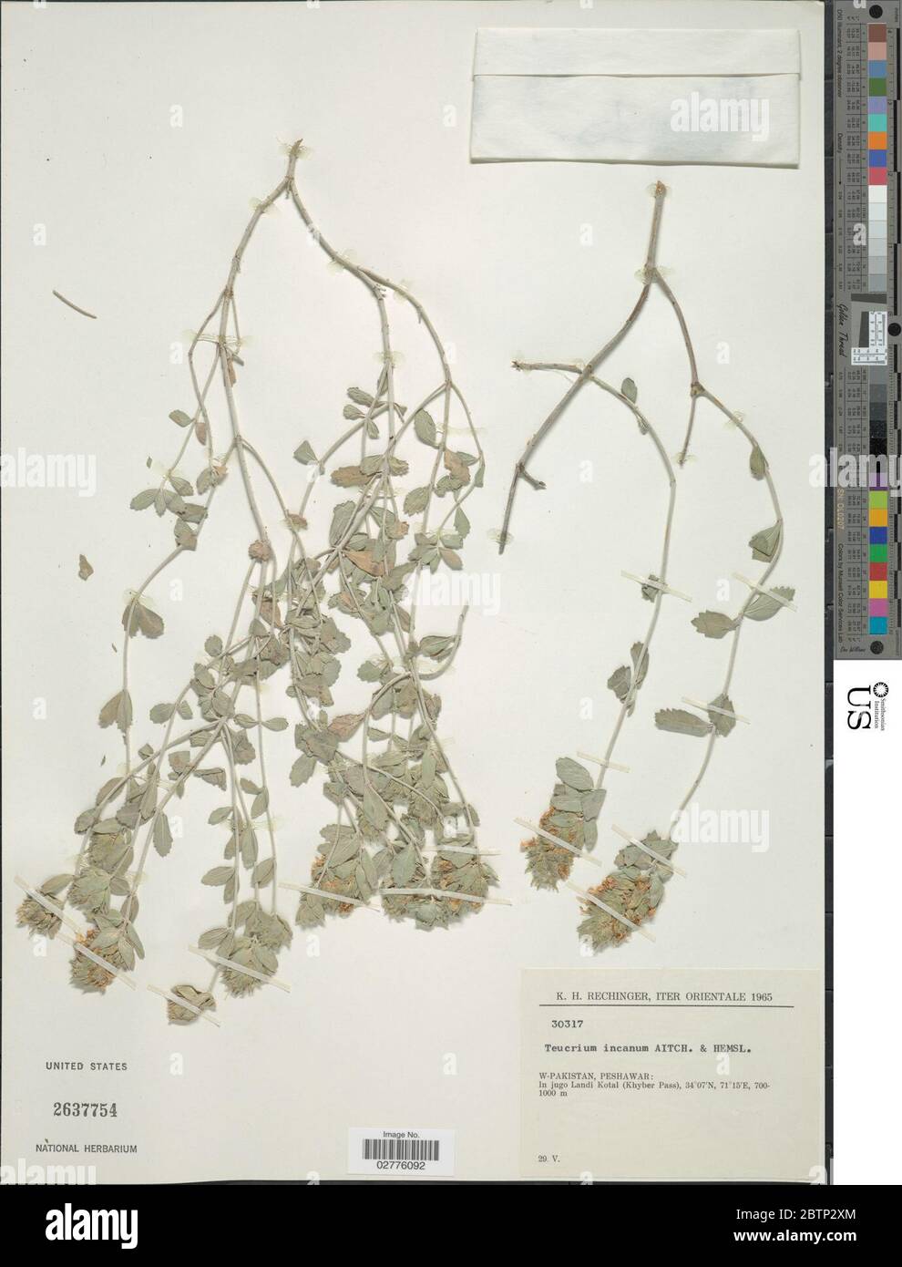 Incanum hi-res stock photography and images - Alamy