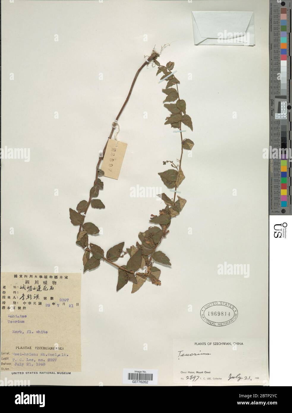 Teucrium sp hi-res stock photography and images - Alamy