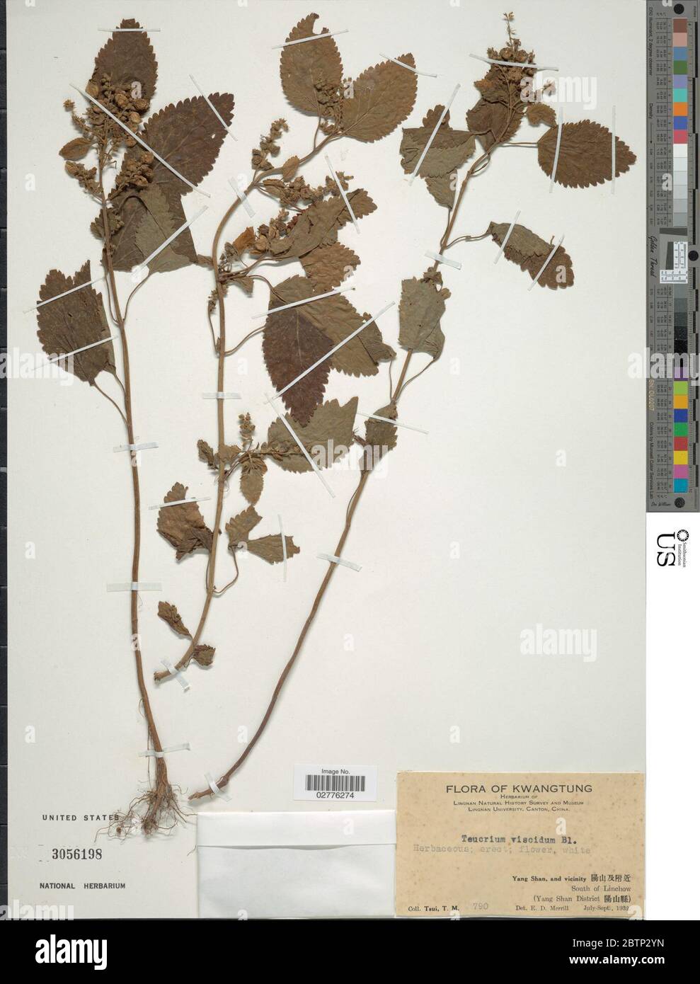 Teucrium viscidum Blume Stock Photo - Alamy