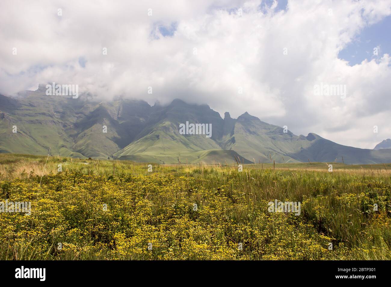 A field of Yellow everlastings (Helichrysum cooperi) in the Central ...