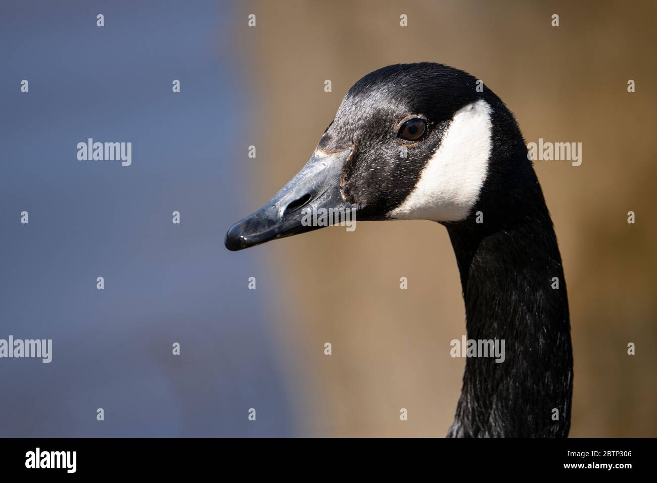 Beautiful canada goose close hi-res stock photography and images - Alamy
