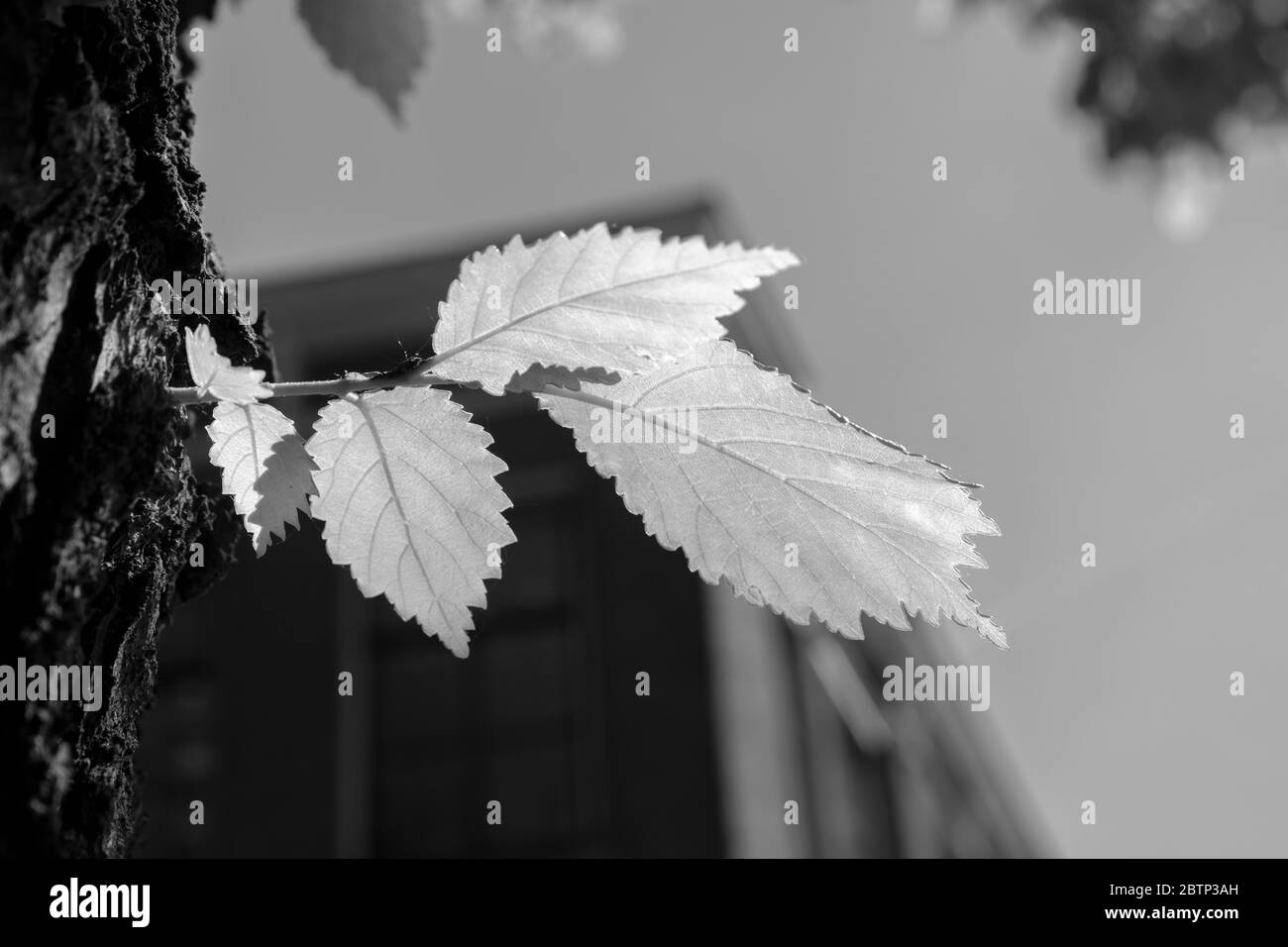 Leaf 19 Black and White Stock Photos & Images - Alamy
