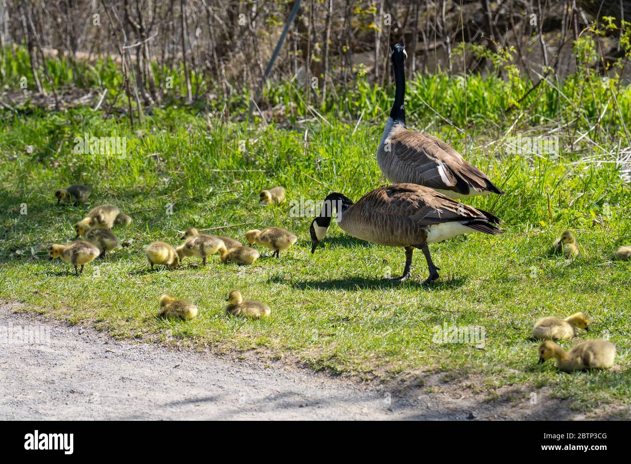 Adult Canada Goose and gosling eating in a park along the St. Lawrence ...