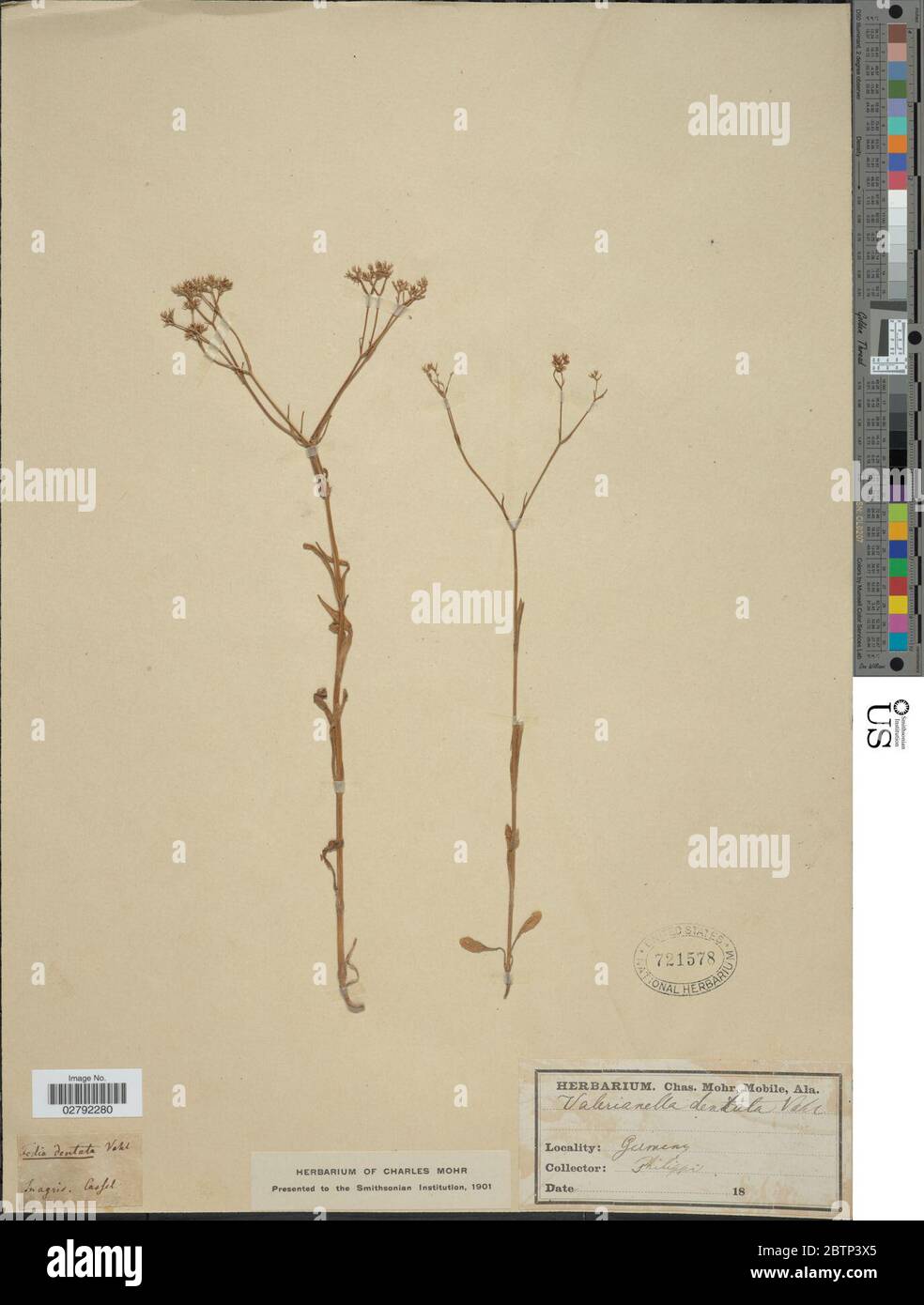 L Dentata High Resolution Stock Photography and Images - Alamy