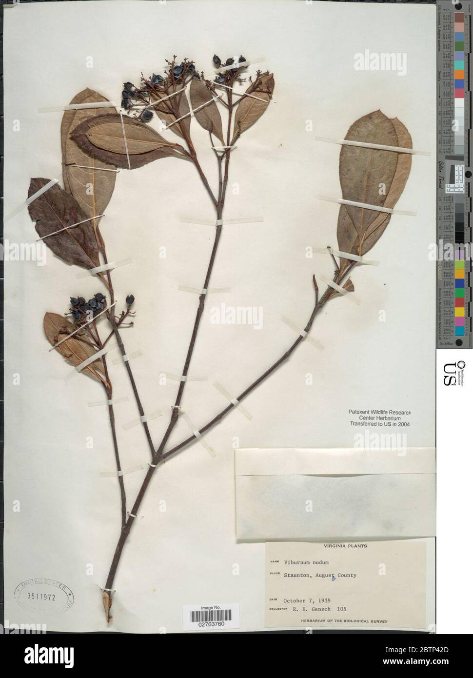 Viburnum nudum hi-res stock photography and images - Alamy