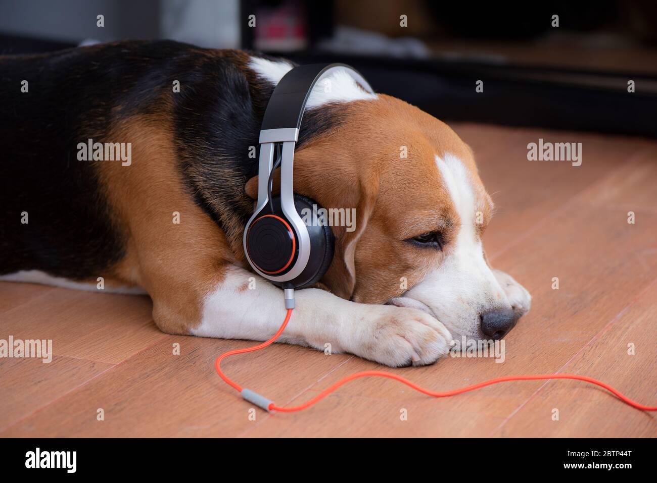 Beagle dog wearing headphones Stock Photo - Alamy Beagle dog wearing headphones Stock Photo - Alamy