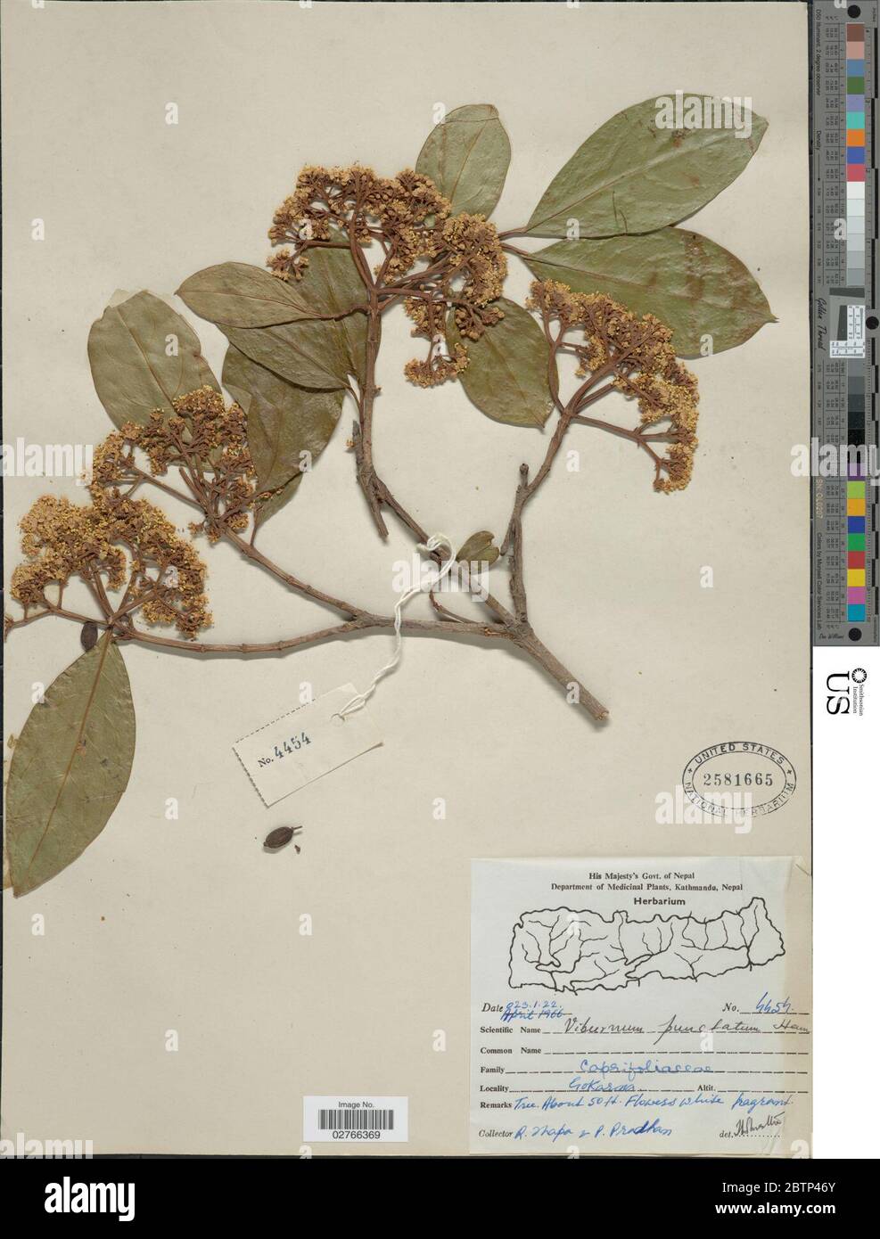 Viburnum punctatum BuchHam ex D Don Stock Photo - Alamy