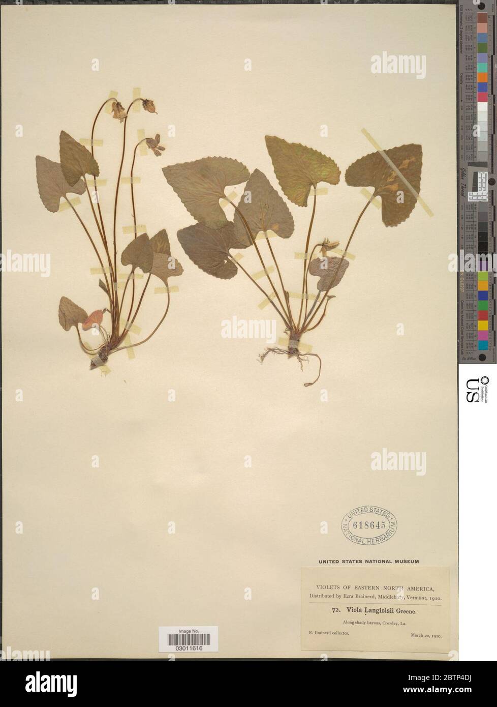 Viola affinis Leconte Stock Photo - Alamy