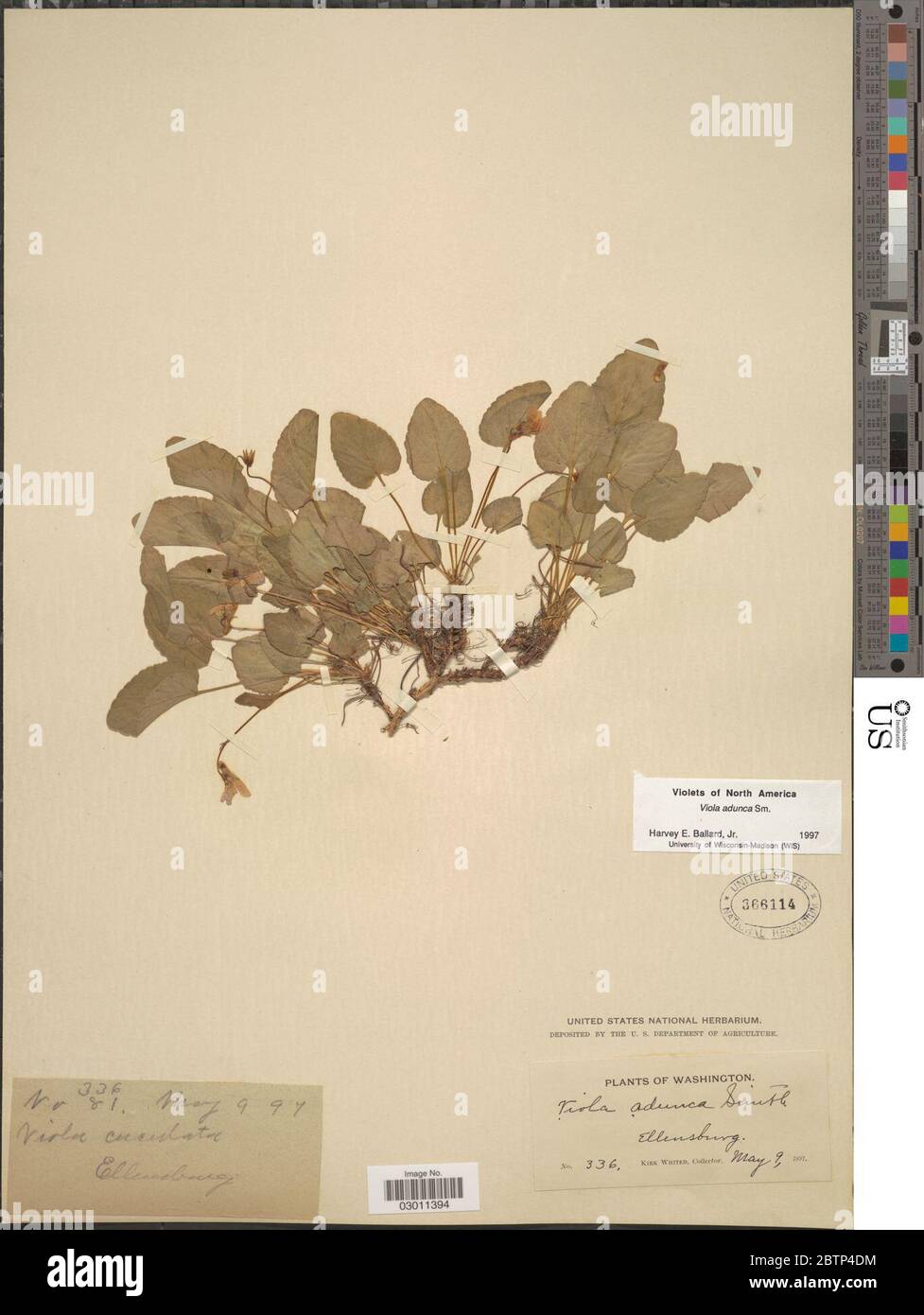 Viola adunca Sm Stock Photo - Alamy