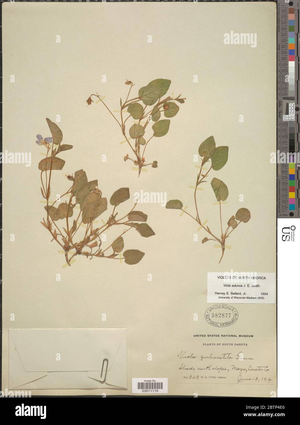 Viola adunca Sm Stock Photo - Alamy