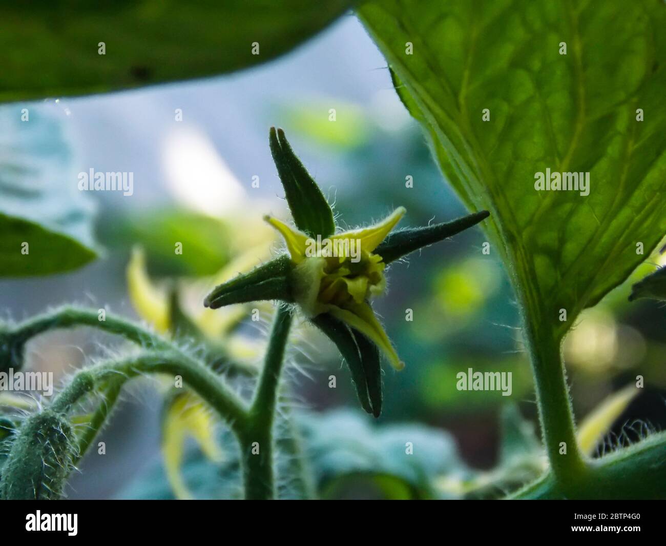 Tomato flower hi-res stock photography and images - Alamy