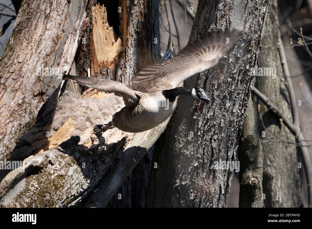 Female Canada goose leaving its nest in a tree over water Stock Photo ...