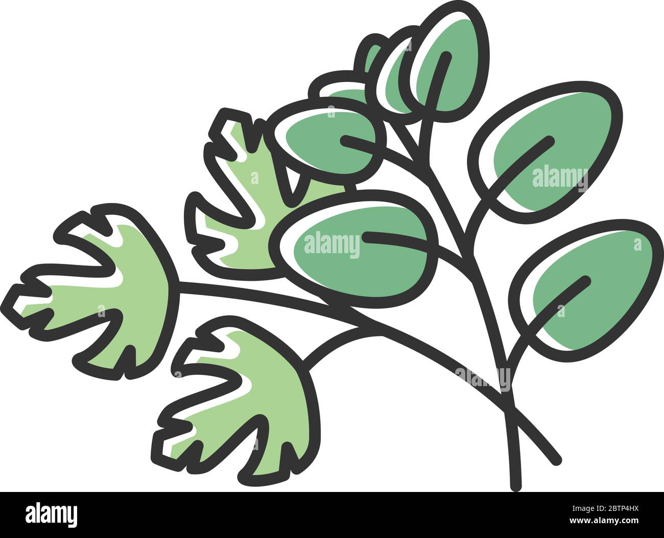 Fresh basil icon outline Stock Vector Images - Alamy