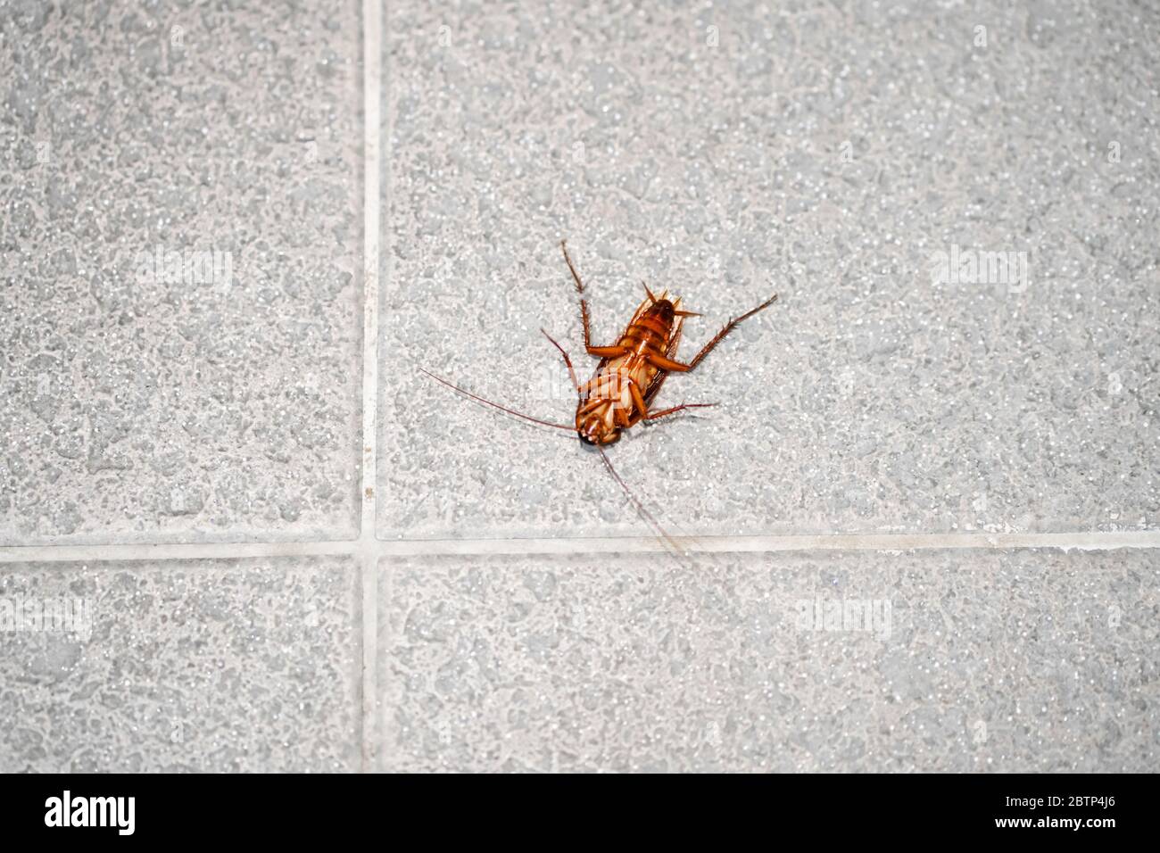 Huge cockroach hi-res stock photography and images - Alamy