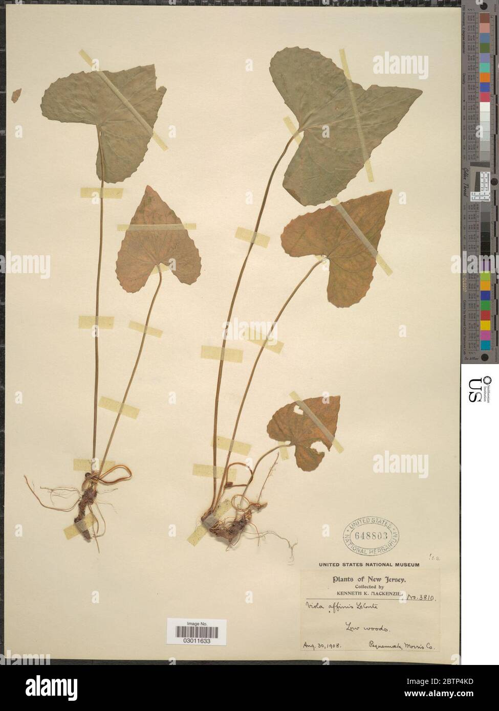 Viola affinis hi-res stock photography and images - Alamy